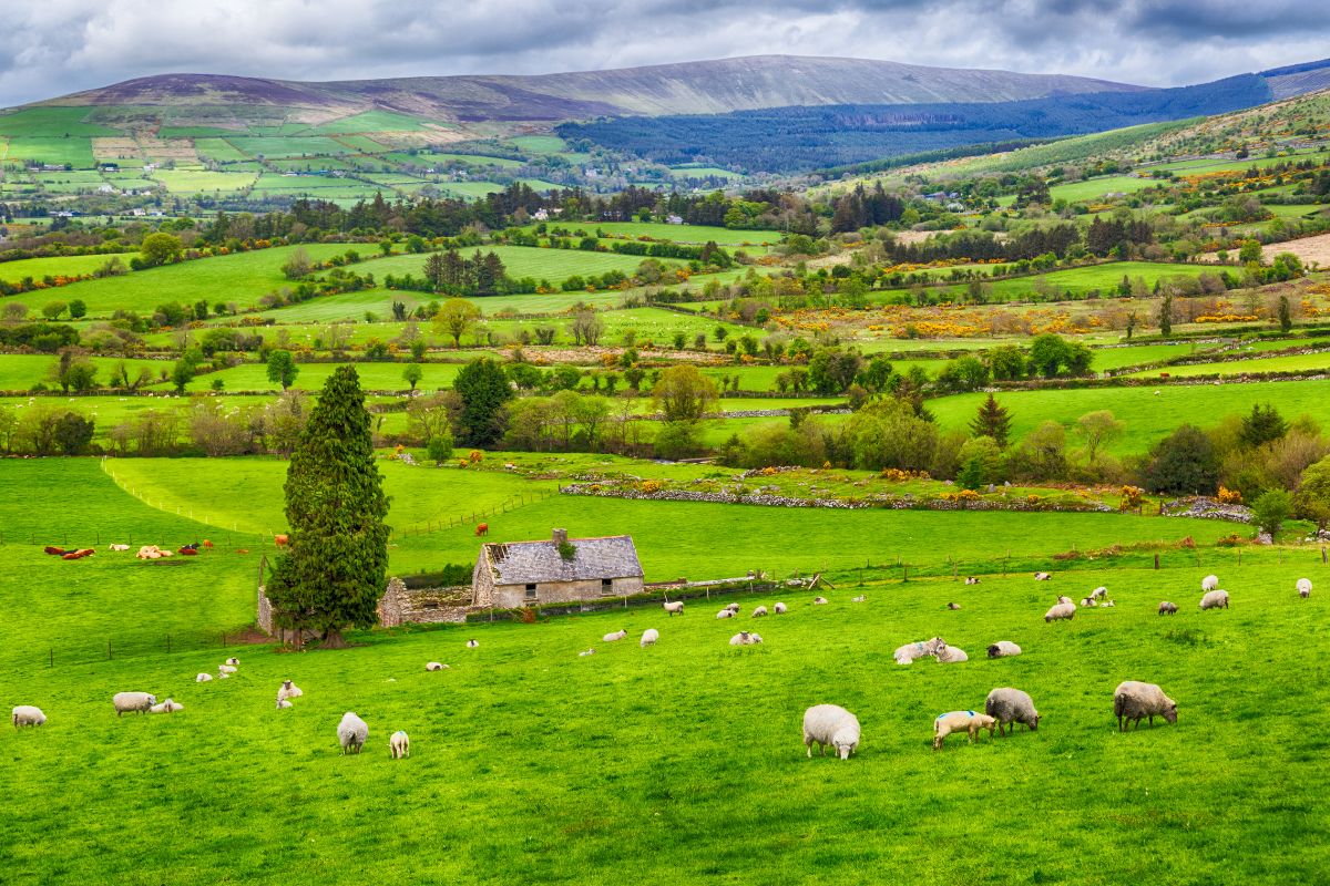 Thinking of Moving to Ireland in 2025? Here’s A List Of Basic ...