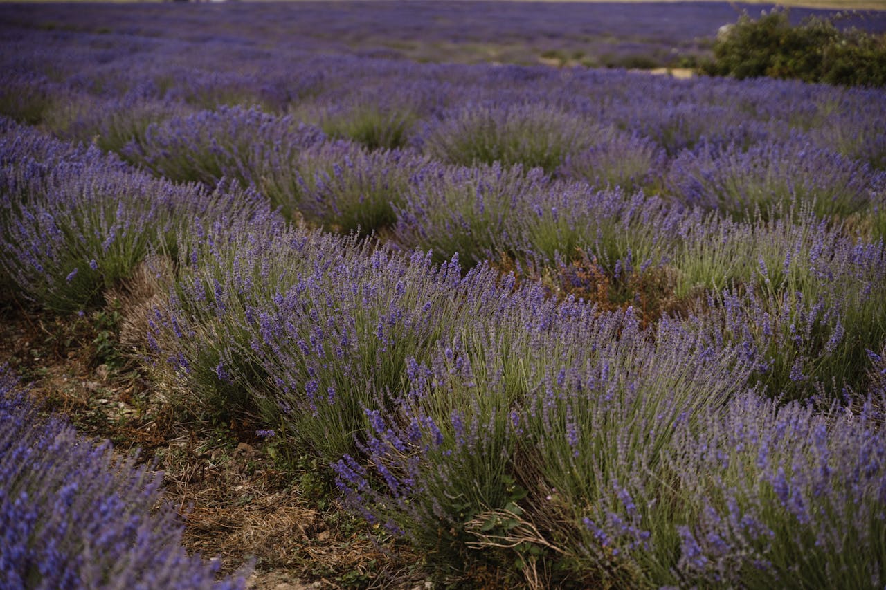 How to Find Your Perfect Gothic Scent - Seattle's Travels